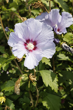 Hibiscus Hibiscus Hybrid Violet Clair Double Editorial Stock Photo ...