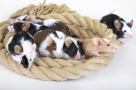 Different Coloured Fancy Mice Snuggling Together Editorial Stock Photo ...