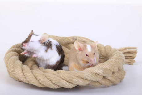Fancy Mice Domesticated Form House Mouse Editorial Stock Photo - Stock ...