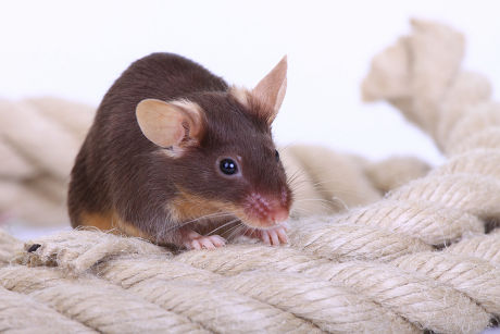 Fancy Mouse Domesticated Form House Mouse Editorial Stock Photo - Stock ...