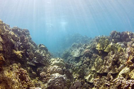 Tropical Reef Overgrown Lava Channel Wailea Editorial Stock Photo ...