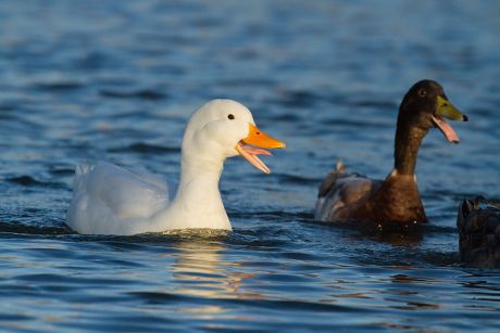 White Duck Quacking Laughing Tongue Sticking Editorial Stock Photo ...