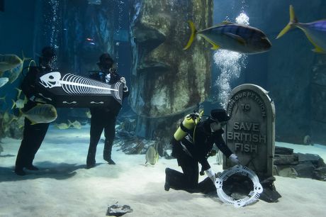 Divers Stage Underwater Funeral British Fish Editorial Stock Photo ...