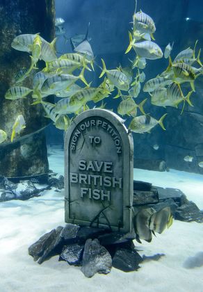 Divers Stage Underwater Funeral British Fish Editorial Stock Photo ...