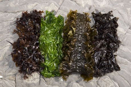 Collecting seaweed on Newgale beach, West Wales, Britain - 24 Apr 2010 ...