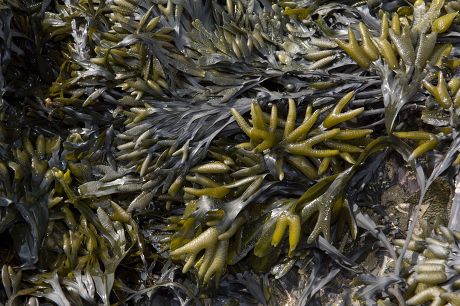 Collecting seaweed on Newgale beach, West Wales, Britain - 24 Apr 2010 ...