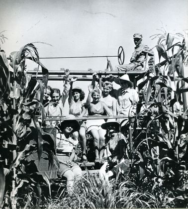 1950s Jerry Eppings Corn Detasseling Crew Editorial Stock Photo - Stock ...
