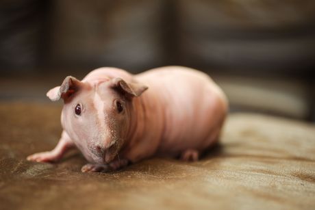 38 Skinny pig Stock Pictures, Editorial Images and Stock Photos ...