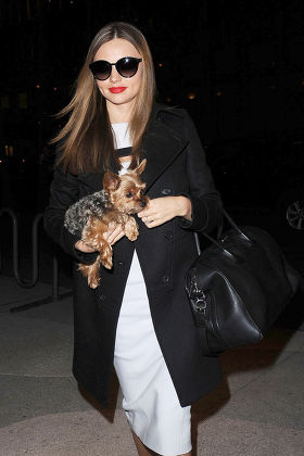 Miranda Kerr Dog Frankie Editorial Stock Photo - Stock Image | Shutterstock