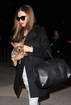 Miranda Kerr Dog Frankie Editorial Stock Photo - Stock Image | Shutterstock