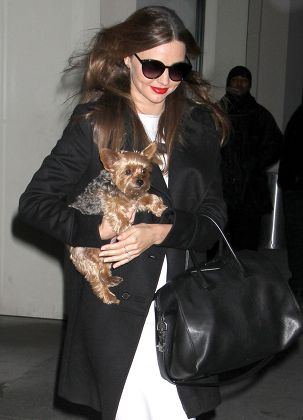 Miranda Kerr Dog Frankie Editorial Stock Photo - Stock Image | Shutterstock