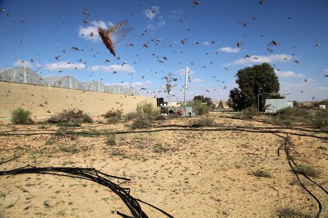 Swarms Locust Fly Near Kadesh Barnea Editorial Stock Photo - Stock ...