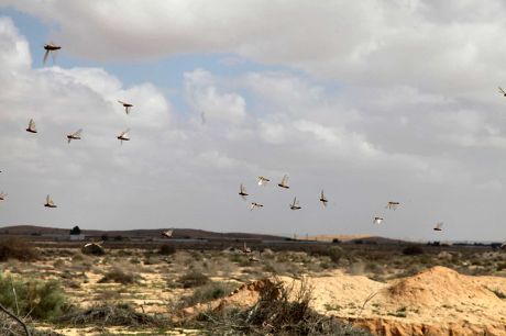 Swarms Locust Fly Near Kadesh Barnea Editorial Stock Photo - Stock ...