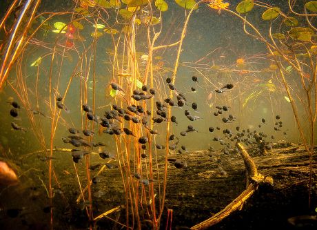 250 Tadpoles Stock Pictures, Editorial Images and Stock Photos ...