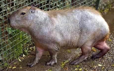 Chester Zoo Vets Feature Adult Capybara Editorial Stock Photo - Stock ...