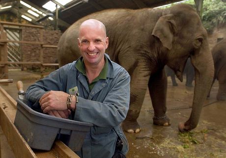 Chester Zoo Feature Specialist Elepant Keeper Editorial Stock Photo ...