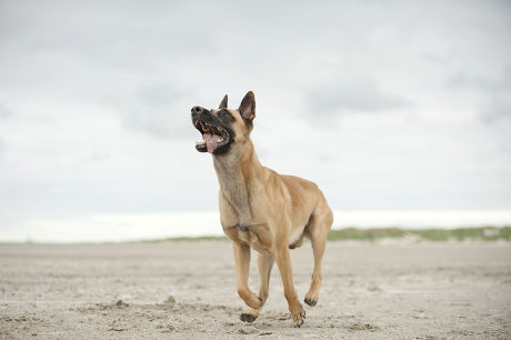 Hollandse Herdershond Dutch Shepherd Running Along Editorial Stock ...
