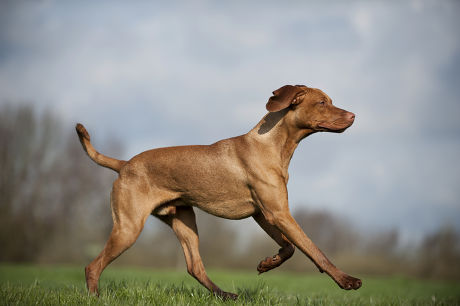 Magyar Vizsla Dog Running Across Meadow Editorial Stock Photo - Stock ...