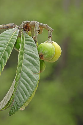 Japanese Medlar Japanese Plum Nespoli Loquat Editorial Stock Photo ...