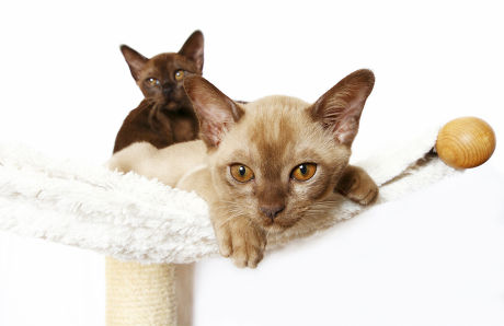 87 Cats ears Stock Pictures, Editorial Images and Stock Photos ...