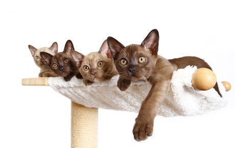 87 Cats ears Stock Pictures, Editorial Images and Stock Photos ...