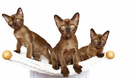 87 Cats ears Stock Pictures, Editorial Images and Stock Photos ...