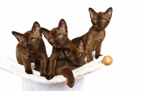 87 Cats ears Stock Pictures, Editorial Images and Stock Photos ...