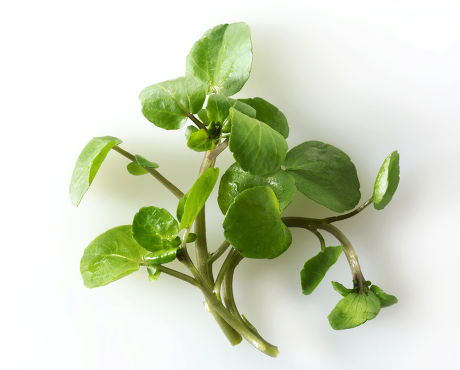 250 Crucifer Stock Pictures, Editorial Images and Stock Photos ...