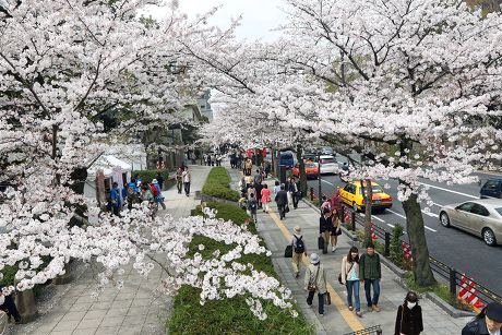 Japanese People Enjoying Spring Cherry Blossom Editorial Stock Photo ...