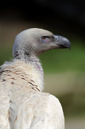 Cape Griffon Cape Vulture Kolbes Vulture Editorial Stock Photo - Stock ...