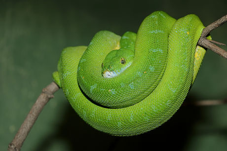 32 Chondropython Stock Pictures, Editorial Images and Stock Photos ...