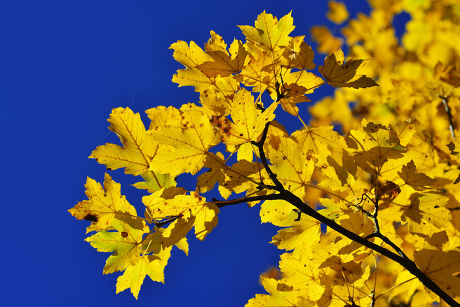 500 Spermatophytes Stock Pictures, Editorial Images and Stock Photos ...