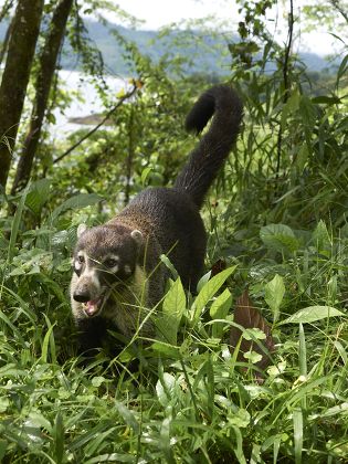 Whitenosed Coati Nasua Narica Nasua Narica Editorial Stock Photo ...