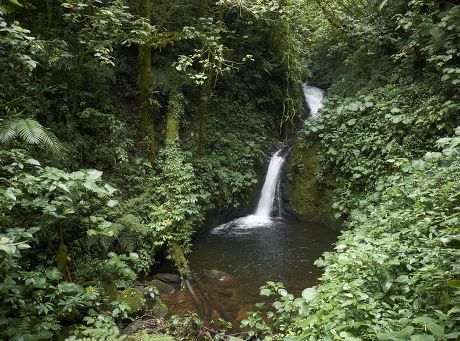53 Monteverde costa rica Stock Pictures, Editorial Images and Stock ...