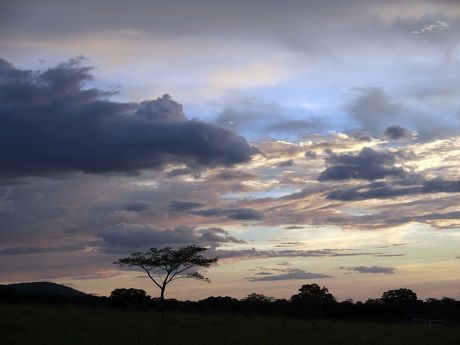 46 Guanacaste trees Stock Pictures, Editorial Images and Stock Photos ...