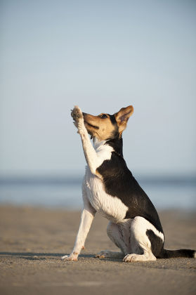 Sitting Dansksvensk Gardshund Farmdog Offering Paw Editorial Stock ...