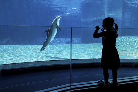 88 Dolphin watching Stock Pictures, Editorial Images and Stock Photos ...