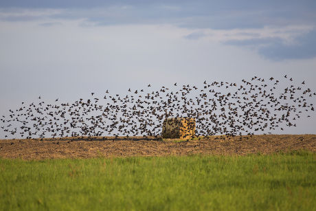 27 Near passerines Stock Pictures, Editorial Images and Stock Photos ...
