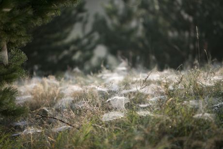 Cobwebs Dwarf Spiders Linyphiidae On Meadow Editorial Stock Photo ...