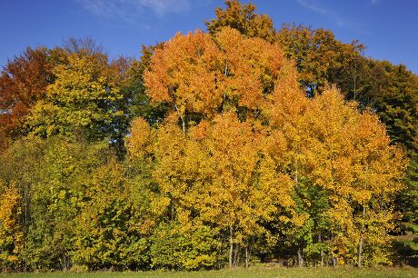 Eurasian Aspen Populus Tremula Autumn Colours Editorial Stock Photo ...