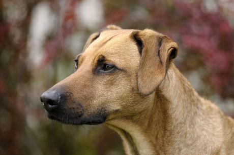 Mixedbreed Rhodesian Ridgeback Portrait Editorial Stock Photo - Stock ...