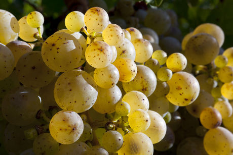 Ripe Riesling Grapes Vineyards Wackerbarth Palace Editorial Stock Photo ...