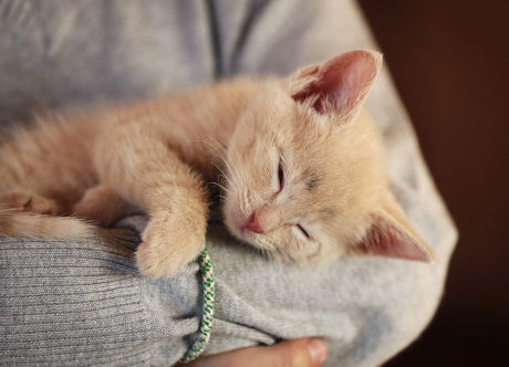 84 Carrying a cat Stock Pictures, Editorial Images and Stock Photos ...