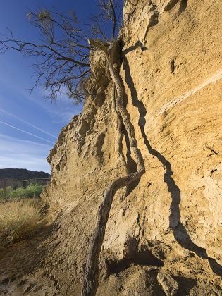 83 Clay bush Stock Pictures, Editorial Images and Stock Photos ...