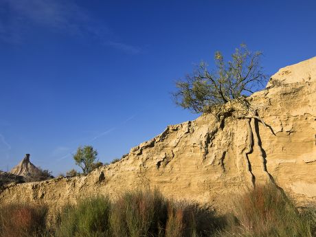 83 Clay bush Stock Pictures, Editorial Images and Stock Photos ...