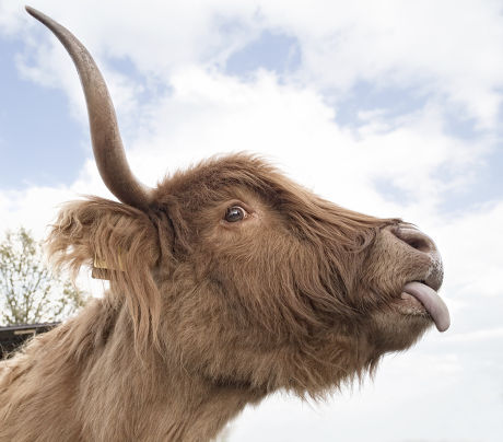 Highland Cattle Tongue Sticking Out Bad Editorial Stock Photo - Stock ...