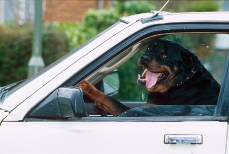 Sam Rottweiler Editorial Stock Photo - Stock Image | Shutterstock