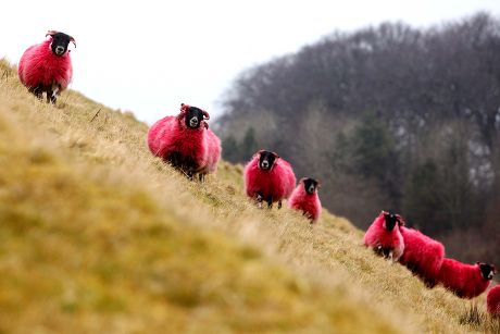 Red Sheep On Pyramids Editorial Stock Photo - Stock Image | Shutterstock