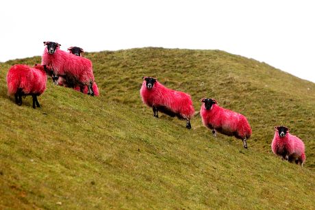 Red Sheep On Pyramids Editorial Stock Photo - Stock Image | Shutterstock