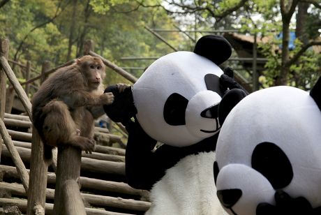 Monkeys Pestering Panda Costume Wearing Employees Editorial Stock Photo ...